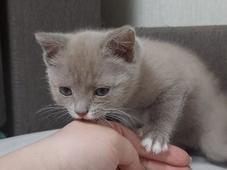 Шотланский котенок (скоттиш-страйт)