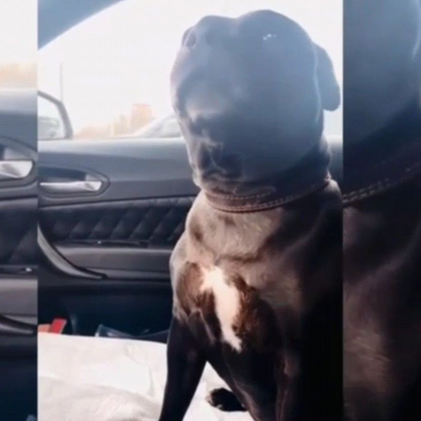 Розыск собаки