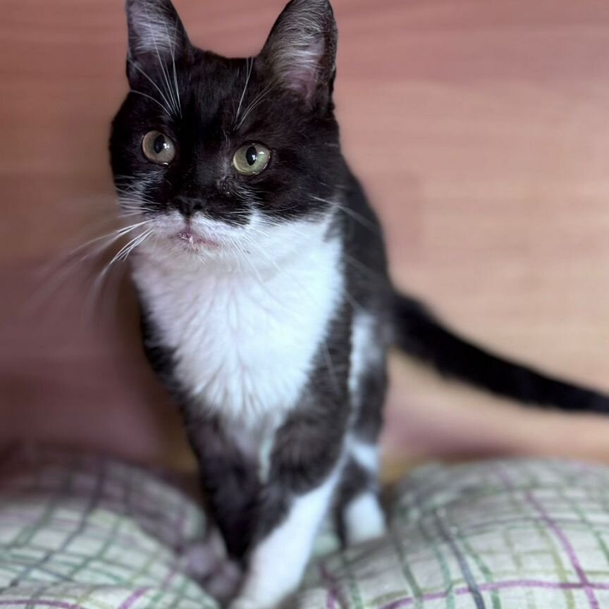 Котик в добрые руки