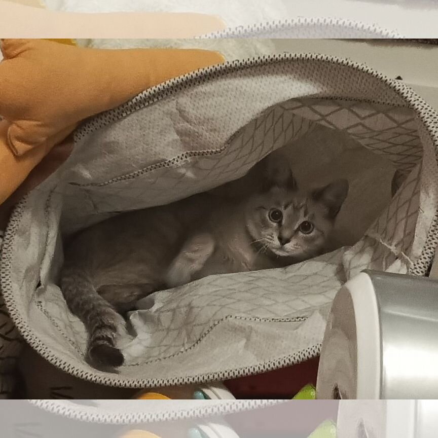 Тайский кот, взрослый