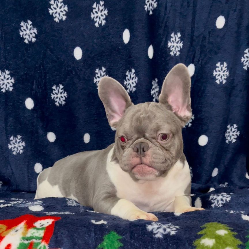 Французик девочка