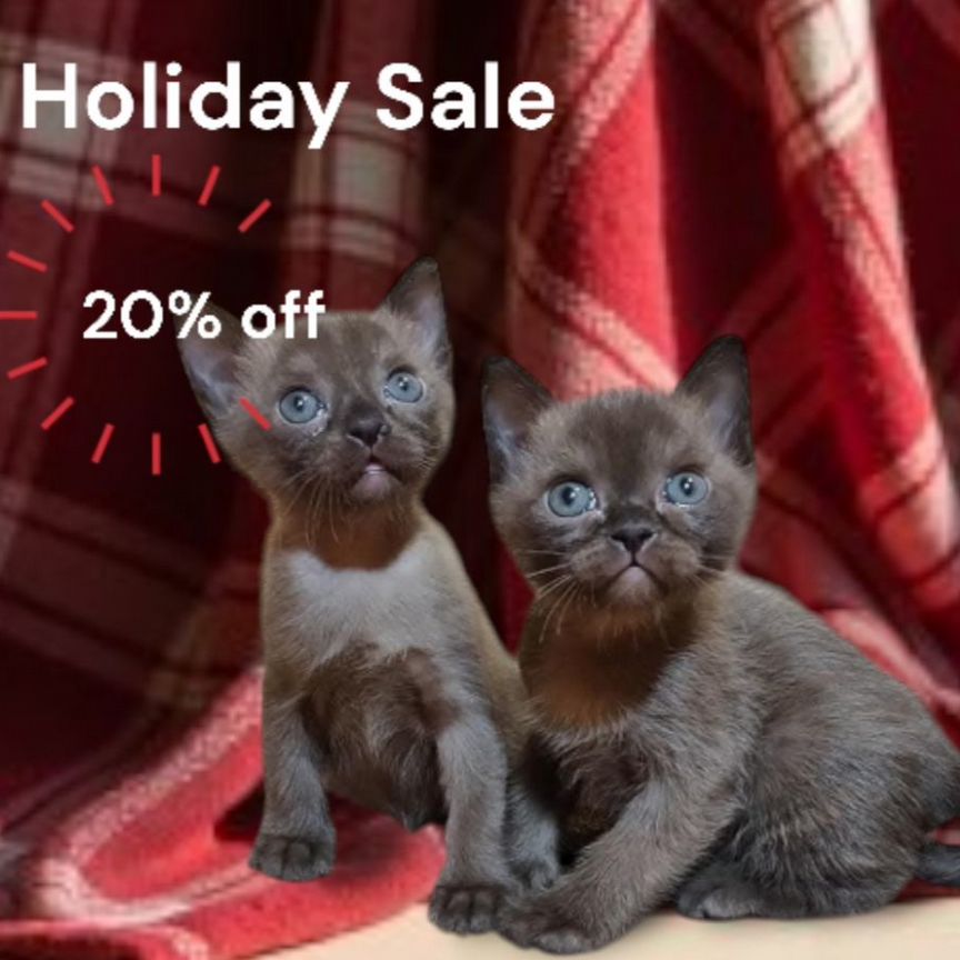 Бурма американская