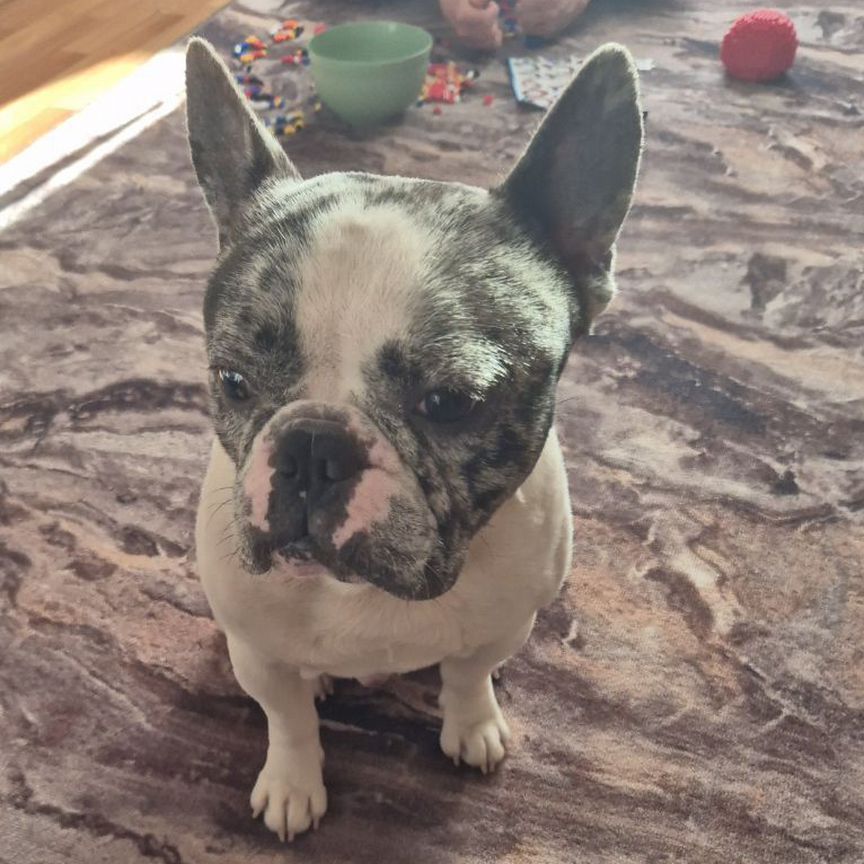 Французский бульдог, взрослый пёс