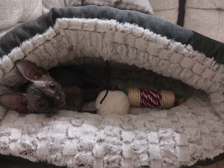 Канадский сфинкс котенок мальчик