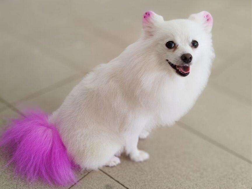 Шпиц малый немецкий девочка