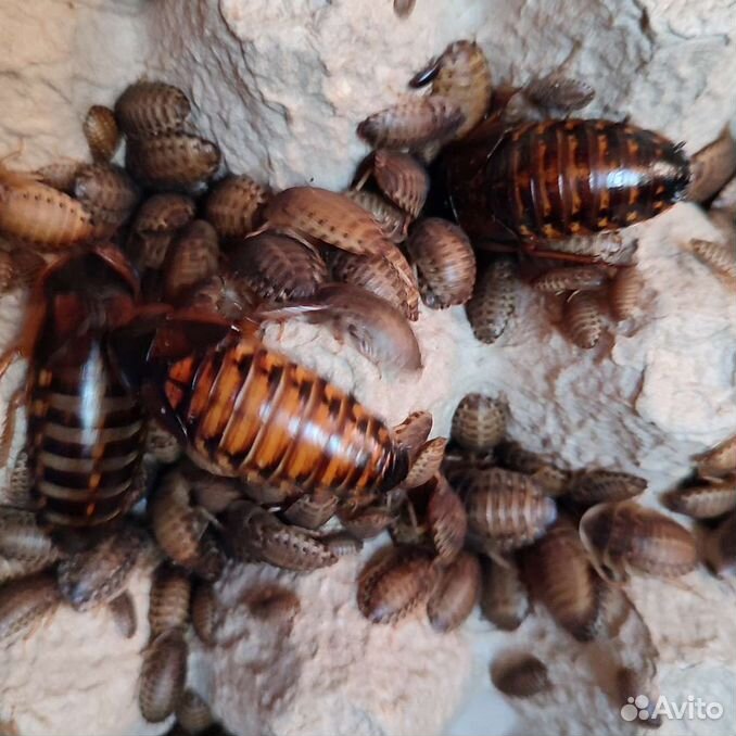 Аргентинские тараканы (блаптика)