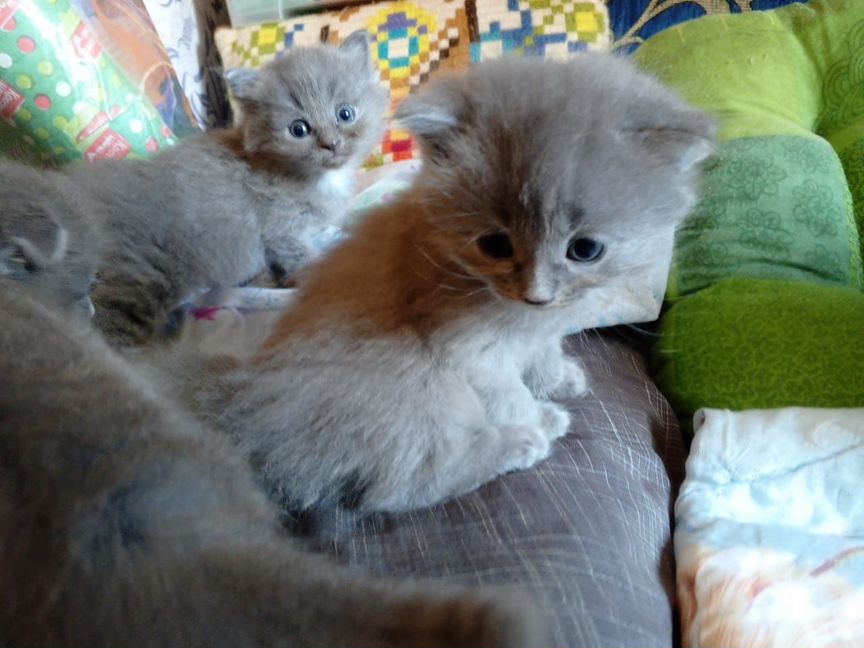 Шотландские вислоухие котята