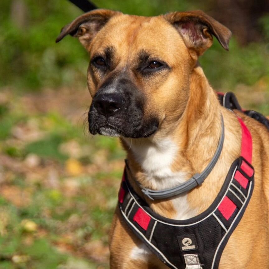 Метис боксера Айна, в добрые руки