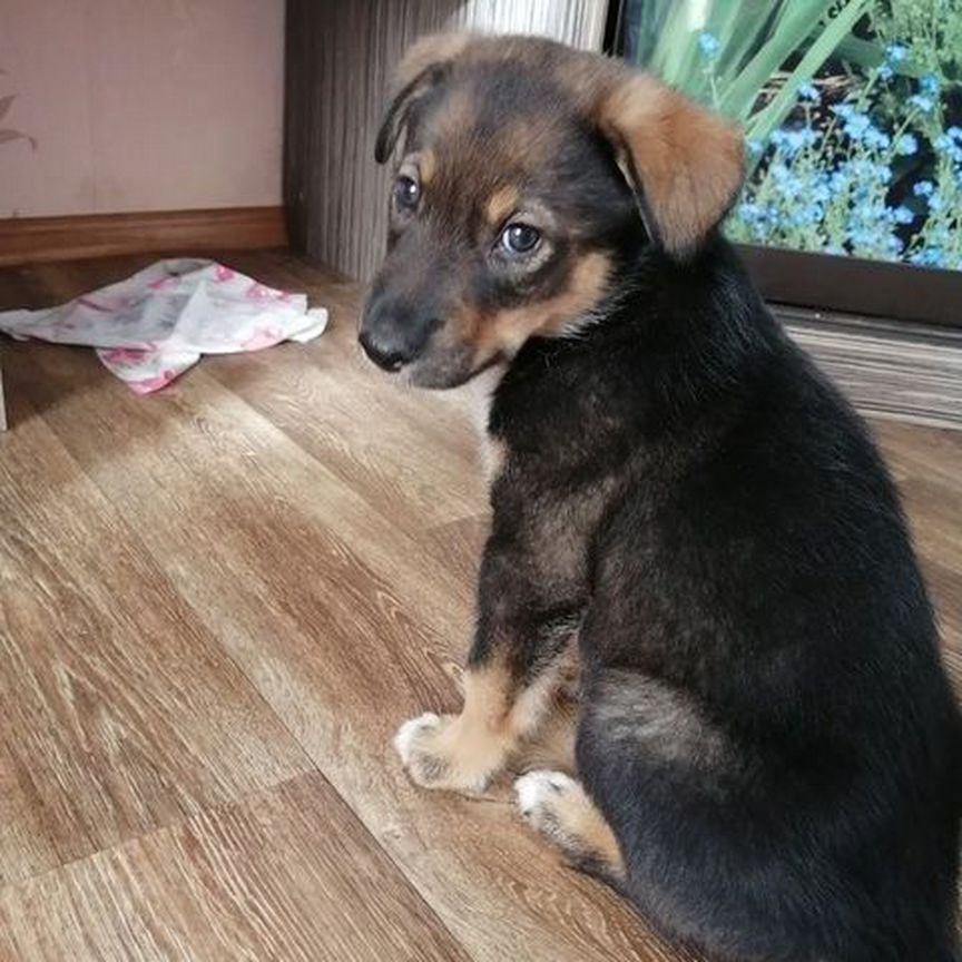 В добрые руки щенок