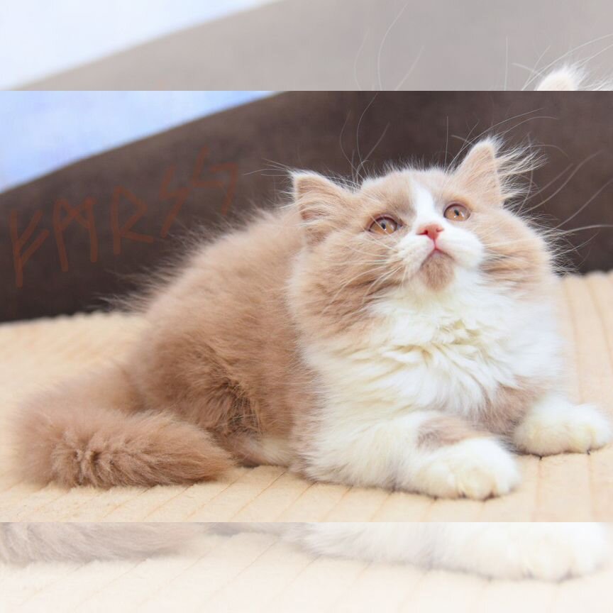 Британские котята