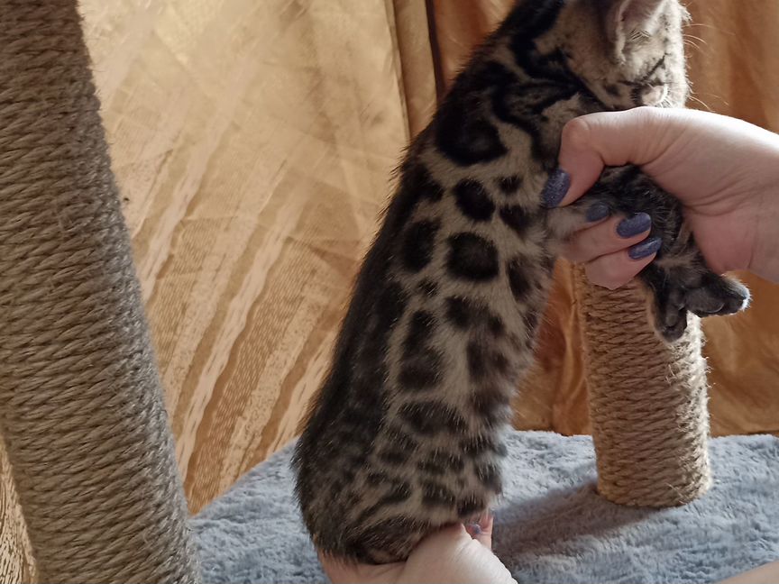 Продаются котята бенгалы