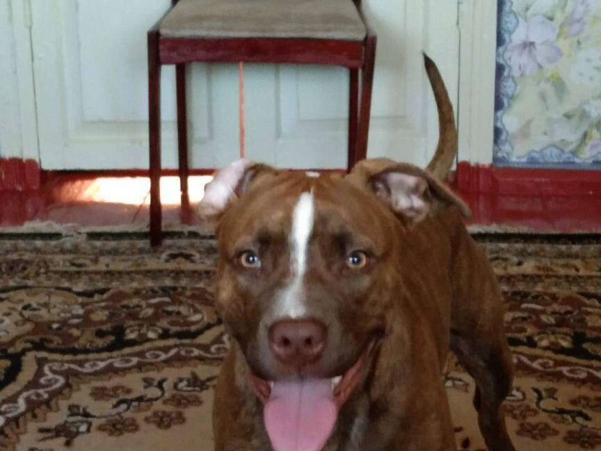 Пит буль ищет кавалера