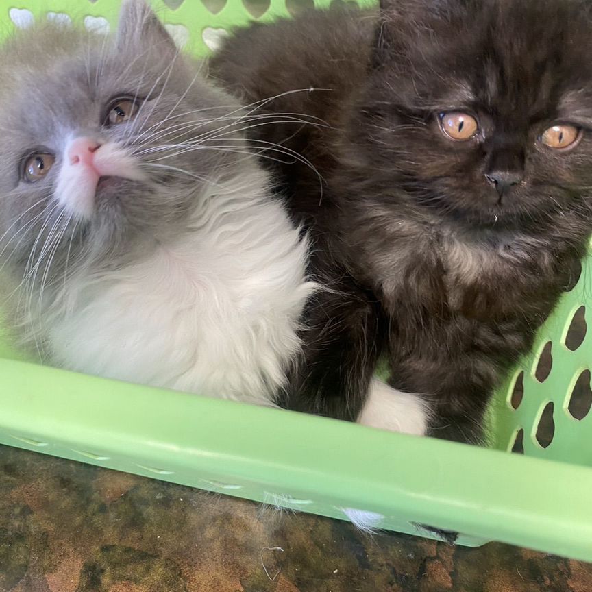 Котятки