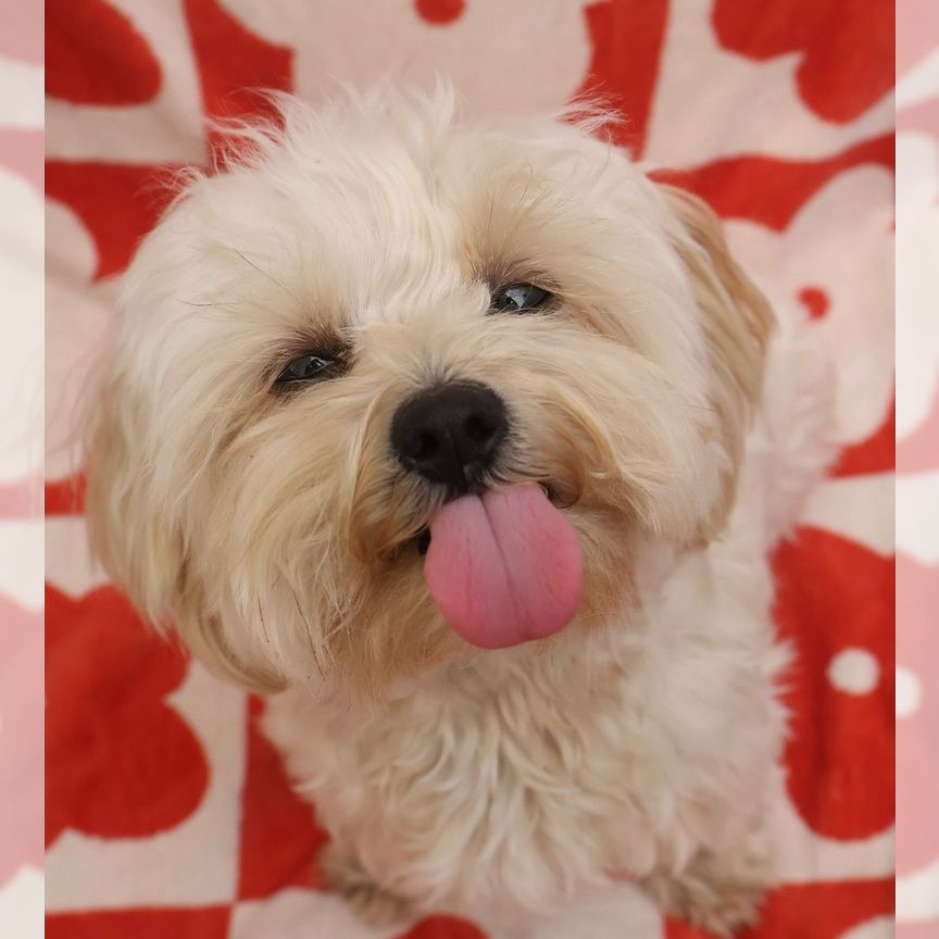 Мальтипу, щенок