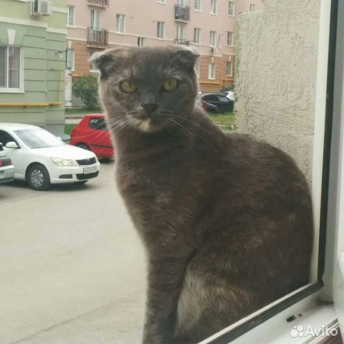 Шотланскаявислоухая