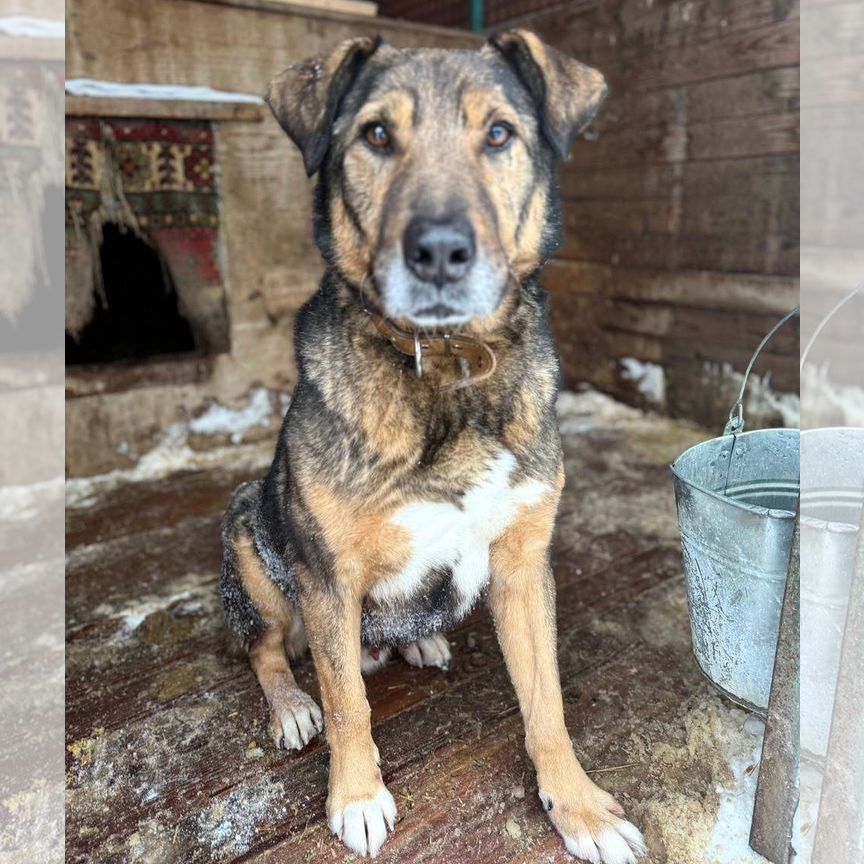 Взрослый пёс в добрые руки