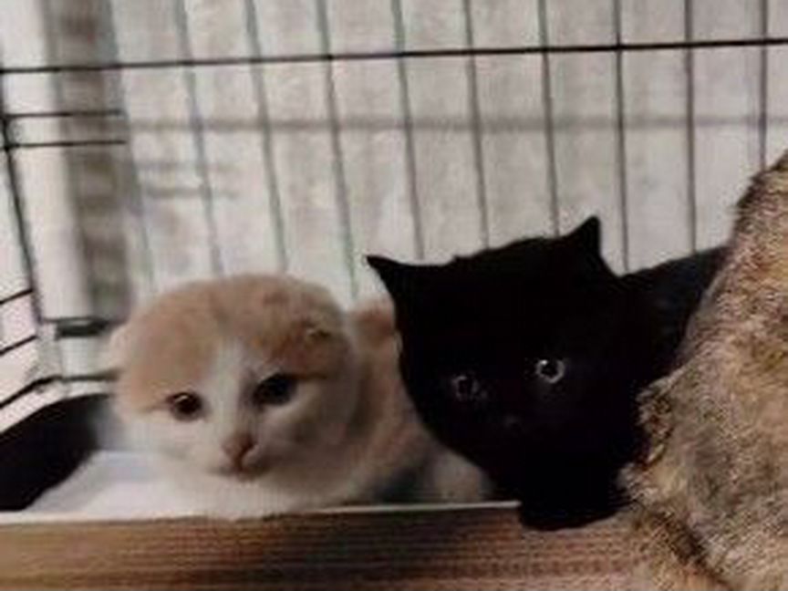 Котята вислоухий и прямоухая в добрые руки