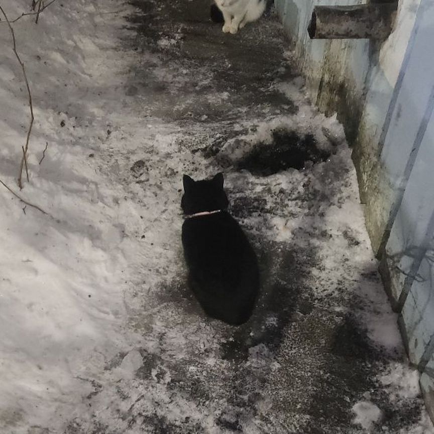 Взрослый кот в добрые руки