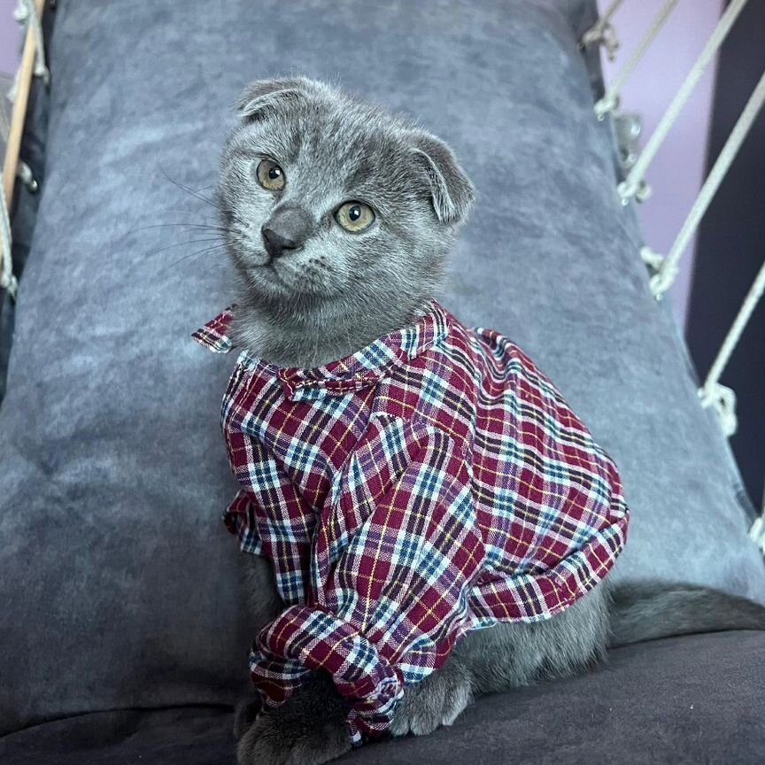 Котенок мальчик 3 мес