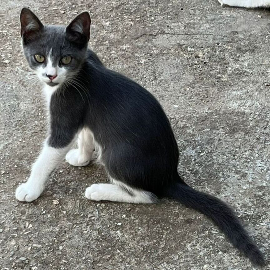 Кошечка 5-6 мес, в добрые ручки