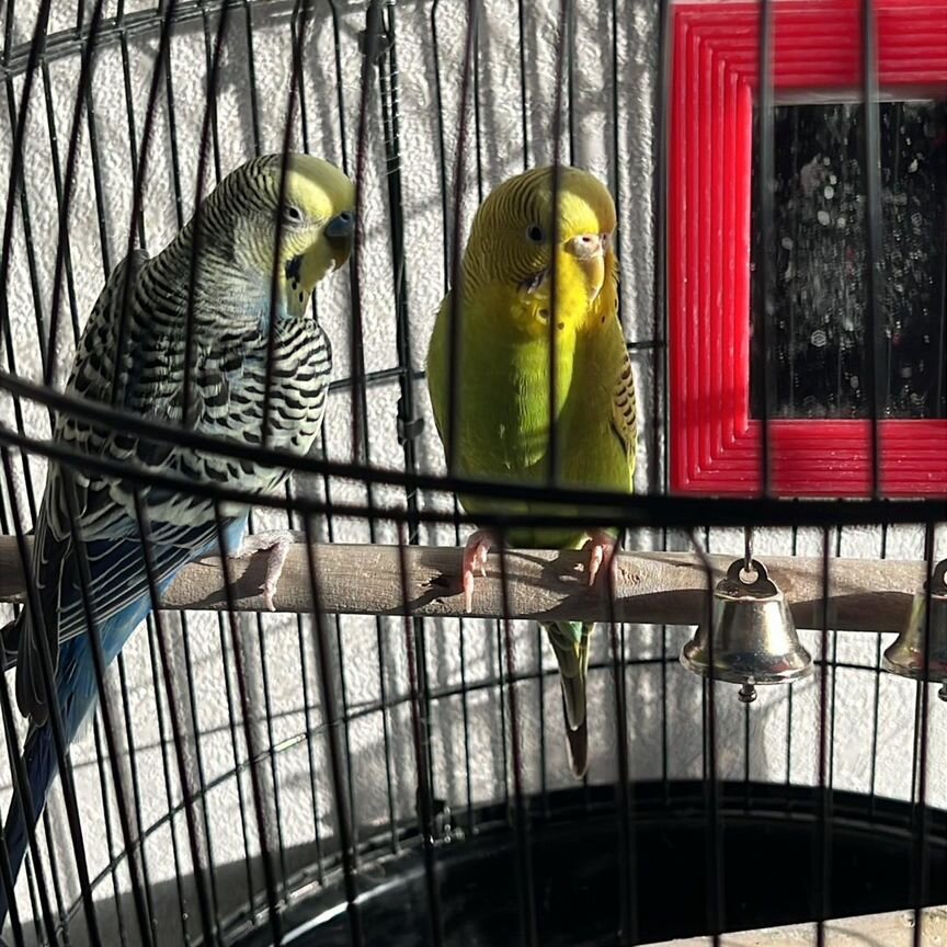 Волнистый попугай