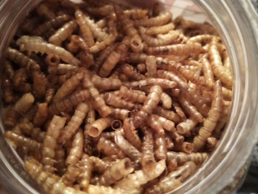 Червячки сушеные для грызунов и рыб