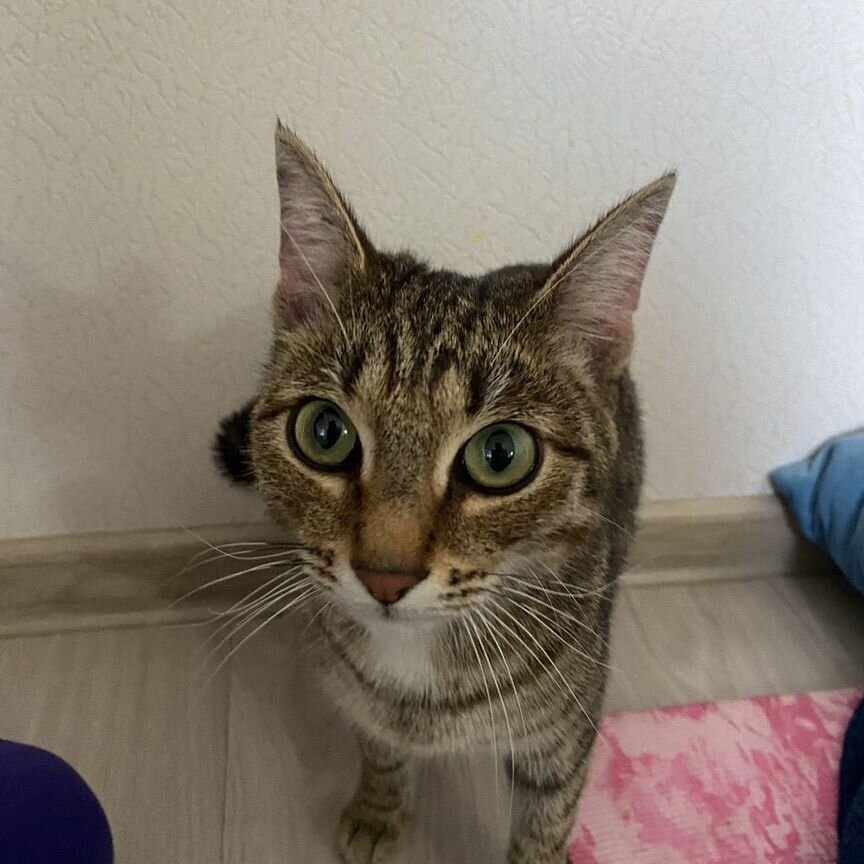 Европейская