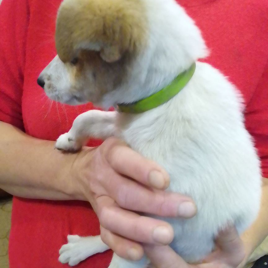 Потерялся щенок. Просьба хозяина позвонить