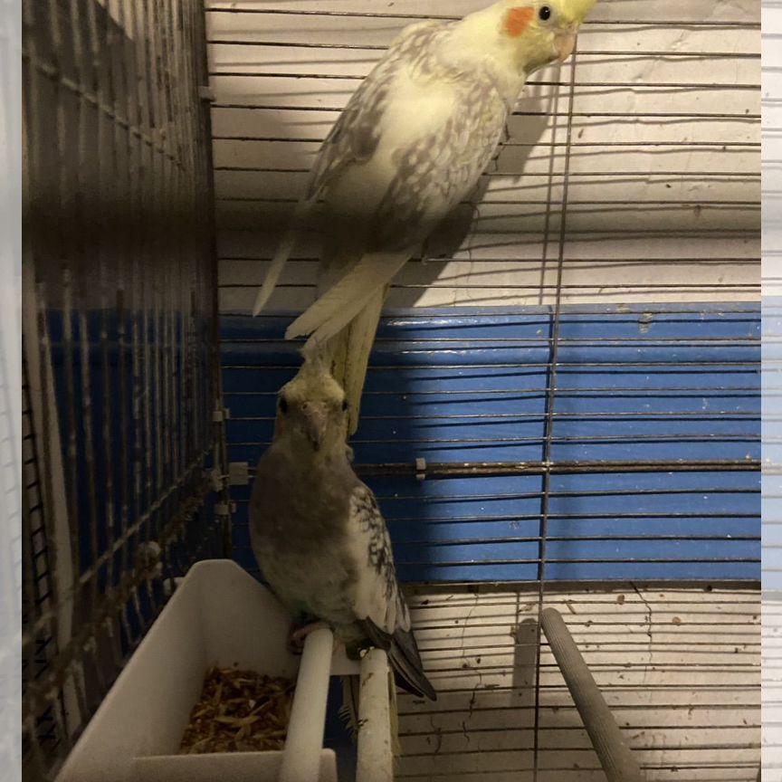 Попугай корелла