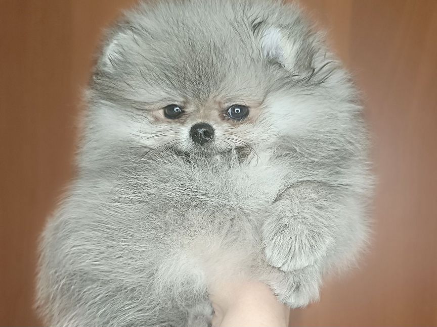 Шпиц мини мишка