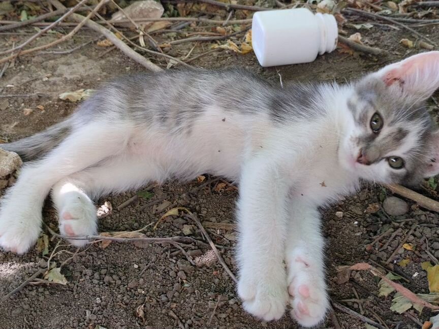 Котенок мальчик отдаю