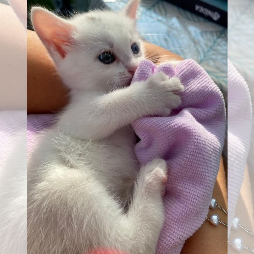 Котенок