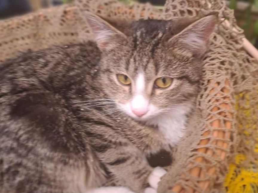 Котенок ищет семью