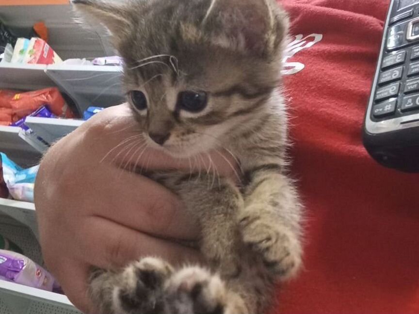 Кошка