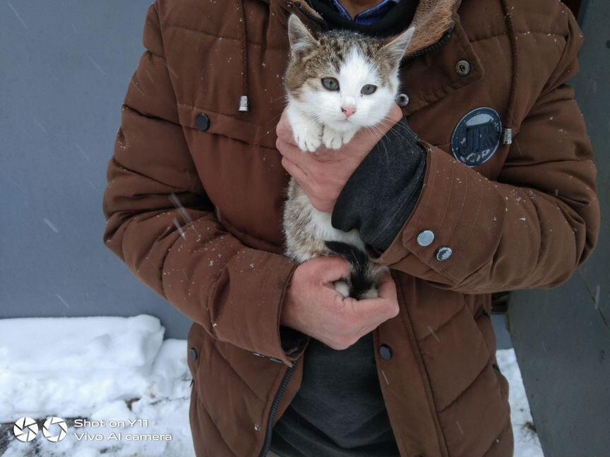 Кошка 3 месяца отдам бесплатно