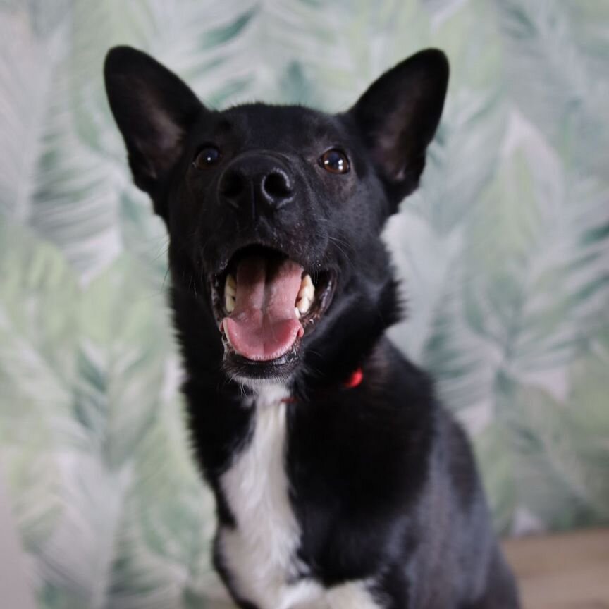 Собака в добрые руки