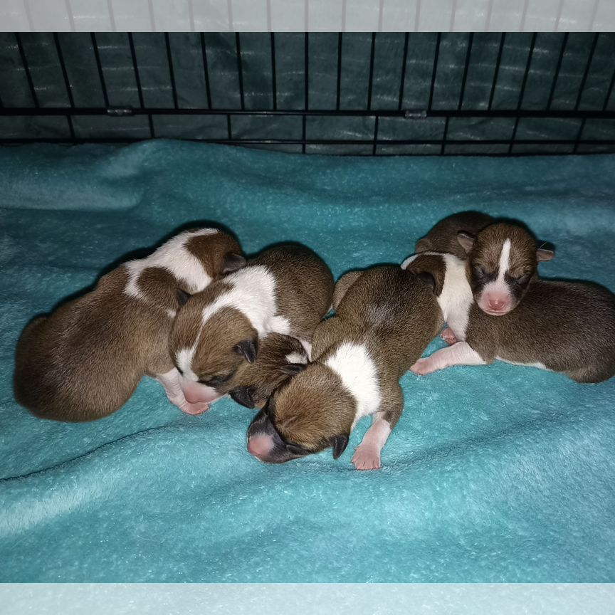 Басенджи, щенок