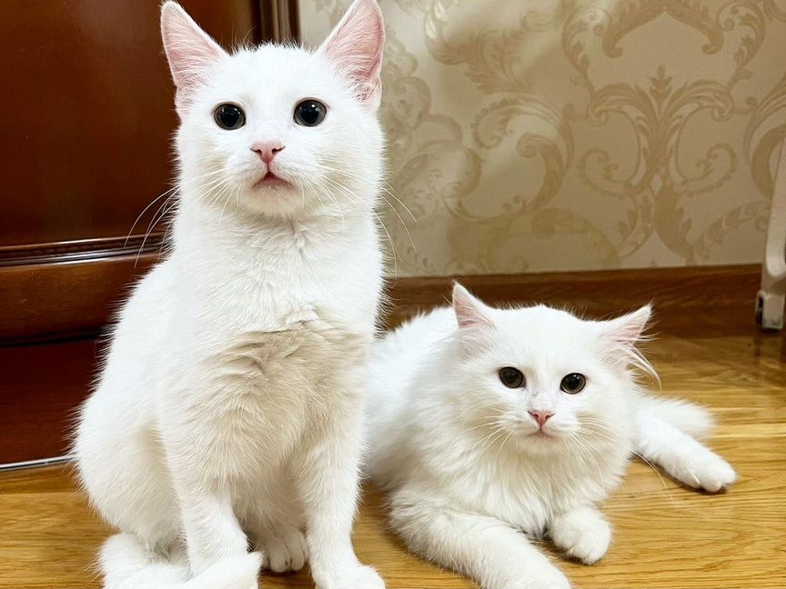 Белые котята