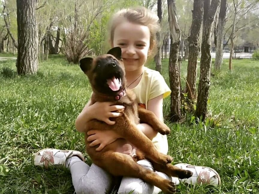 Щенки бельгийской овчарки малинуа из питомника