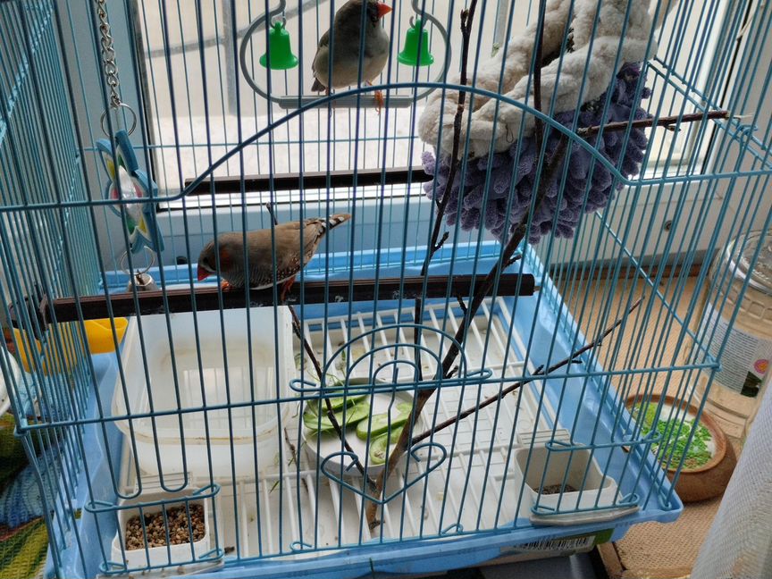 Готовая пара Амадин