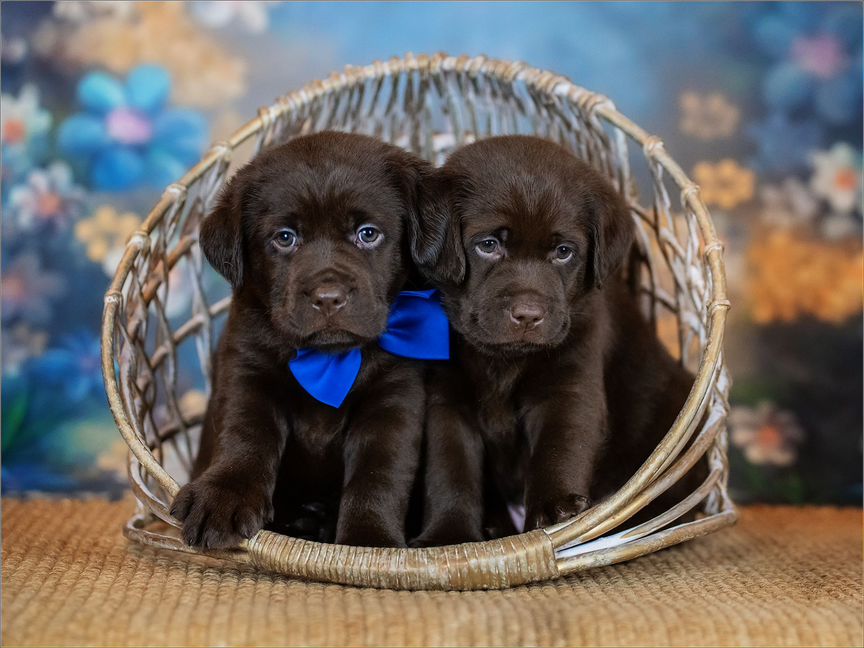 Щенки лабрадора