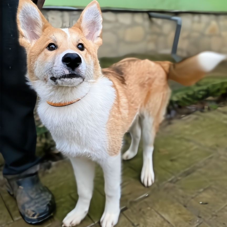 Щенок в добрые руки