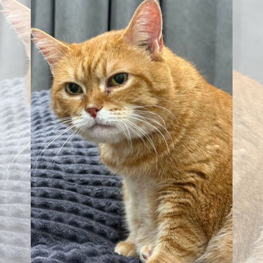 Взрослая кошка в добрые руки