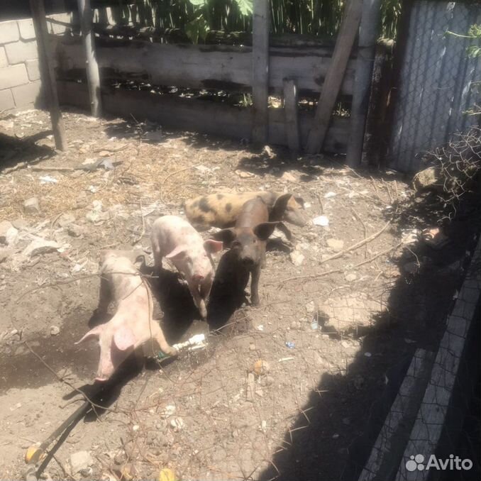 Продю поросят