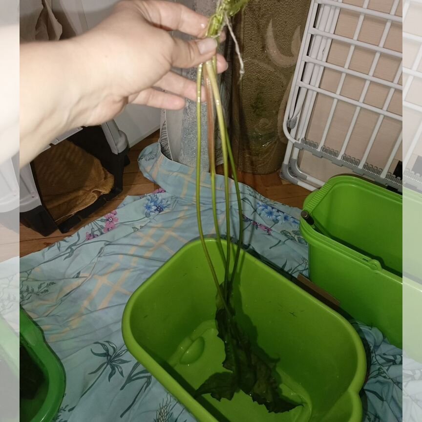 Аквариумные растения