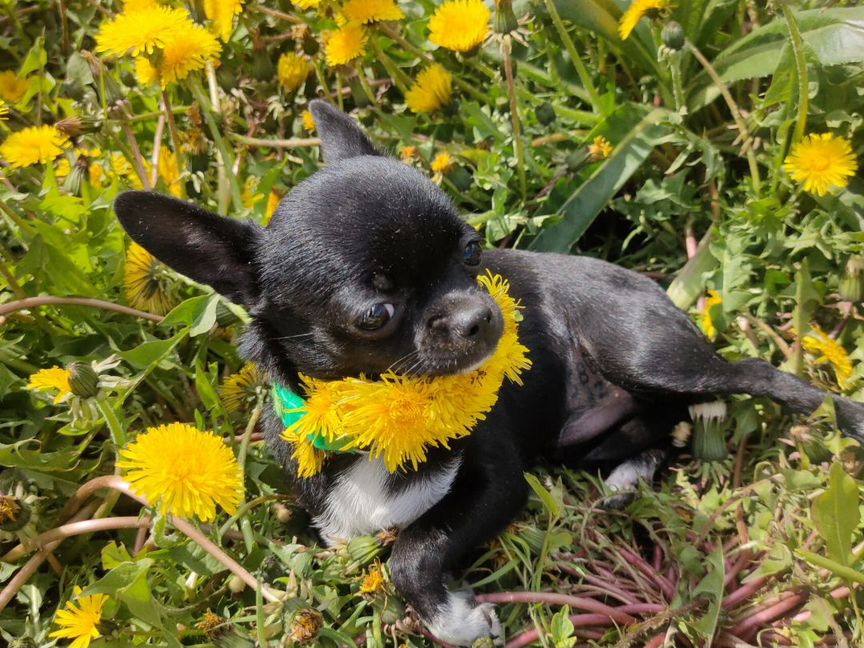 Щеночки чихуашечки