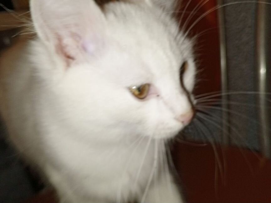 Котенок в добрые руки
