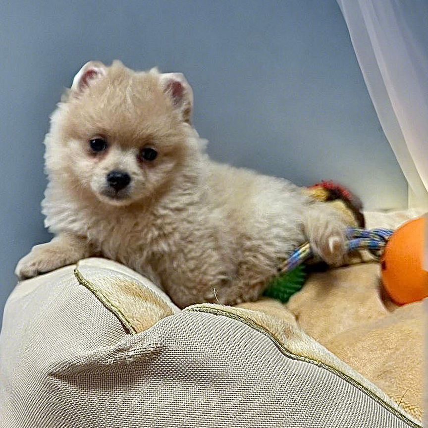 Щенки шпица