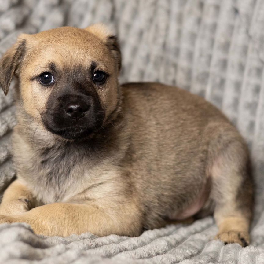 Щенок в добрые руки