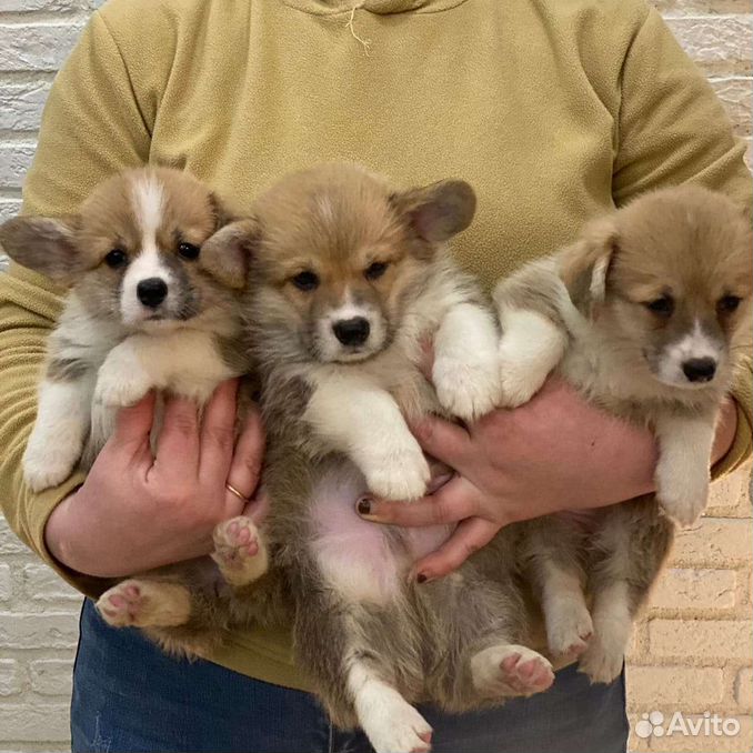 Супер детки вельш корги пемброк
